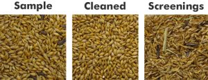 How Is Wheat Cleaned Before Milling? | Living Whole