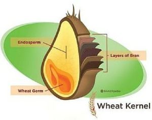 What is Whole Wheat Grain? | Living Whole